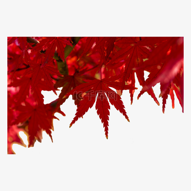 红色枫叶素材图片免费下载-千库网