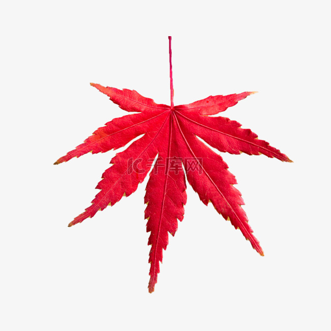 红色枫叶素材图片免费下载-千库网