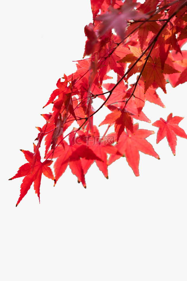 红色枫叶素材图片免费下载-千库网