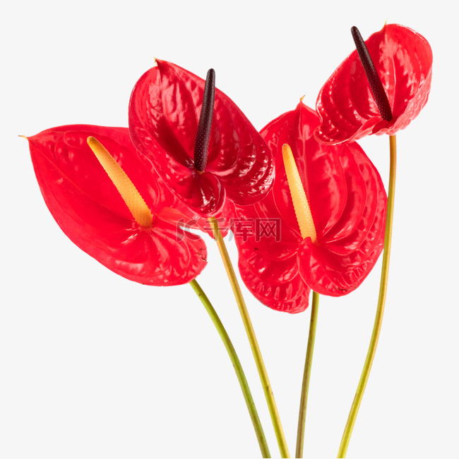 花儿鲜花红掌花素材图片免费下载-千库网
