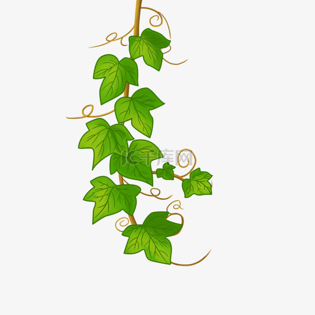 光滑的常春藤剪贴画素材图片免费下载-千库网