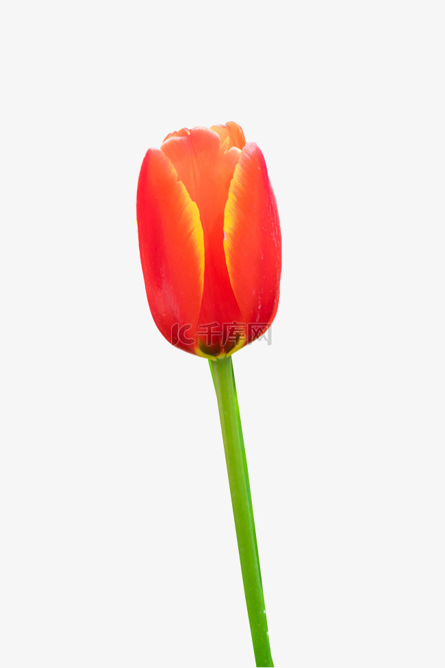 红色郁金香花苞素材图片免费下载-千库网