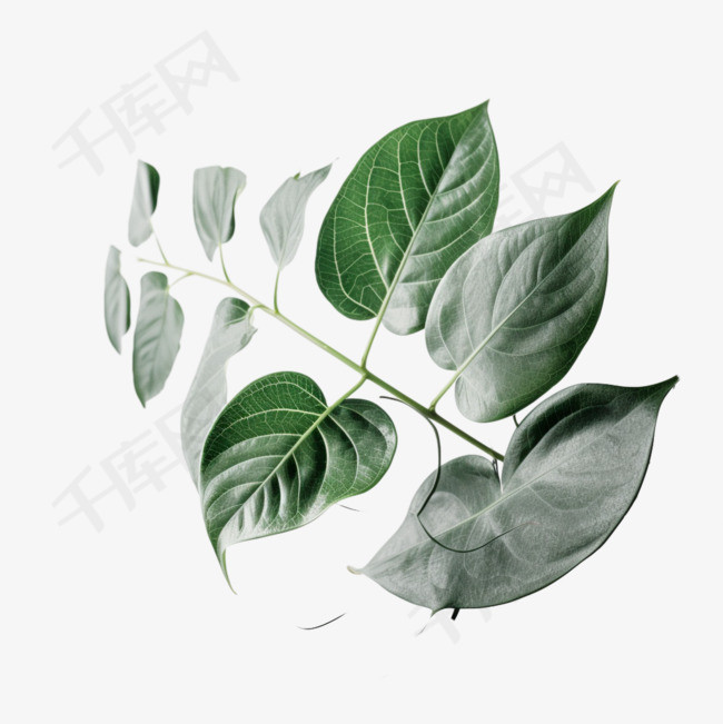 绿色自然植物叶子素材图片免费下载-千库网