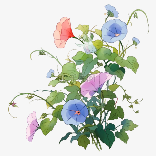 手绘的牵牛花元素素材图片免费下载-千库网