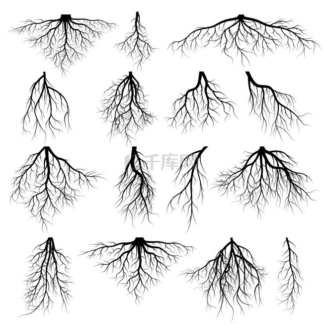 树根集素材图片免费下载-千库网