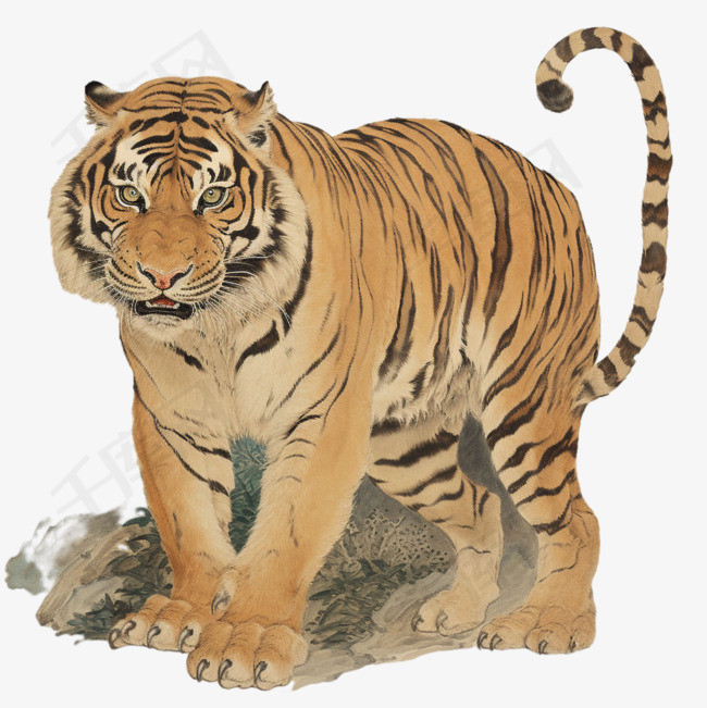 动物老虎元素立体免抠图案素材图片免费下载-千库网