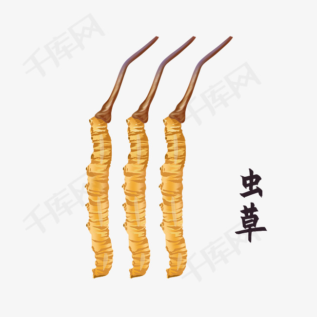 中药植物中草药冬虫夏草虫草素材图片免费下载-千库网