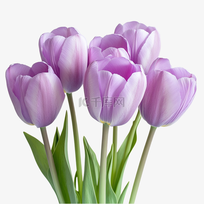 紫色春季郁金香素材图片免费下载-千库网