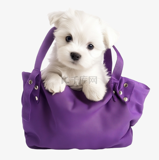 优雅紫色包包里的可爱白色小狗素材图片免费下载-千库网