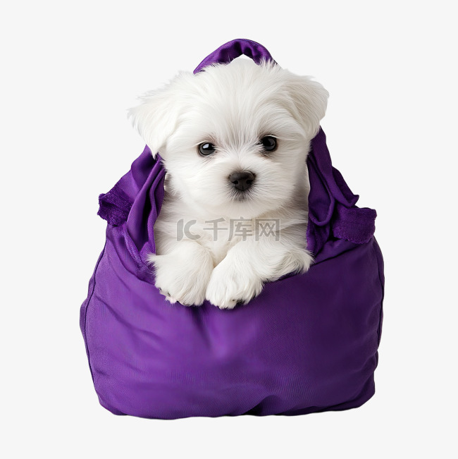 优雅紫色包包里的可爱白色小狗素材图片免费下载-千库网