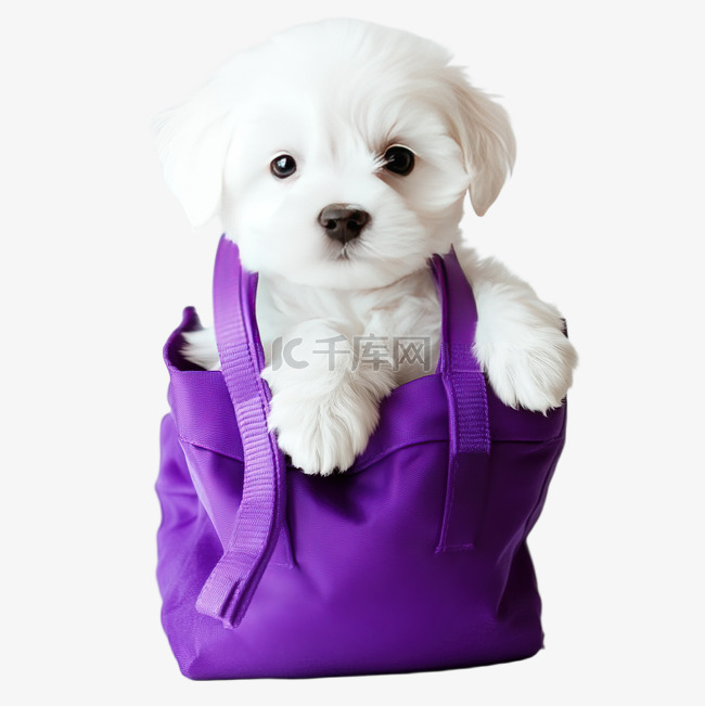优雅紫色包包里的可爱白色小狗素材图片免费下载-千库网