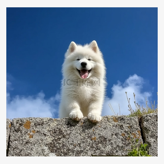 白色狗狗蓝天背景头像素材图片免费下载-千库网