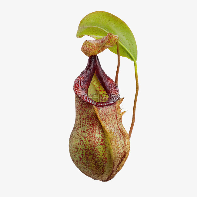 莱佛士猪笼草素材图片免费下载-千库网