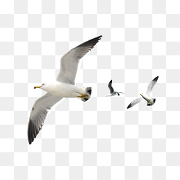 【海鸥素材素材】免费下载_海鸥素材图片大全_千库网png