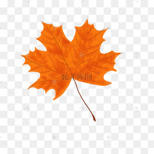 矢量红枫叶图片-矢量红枫叶图片素材免费下载-千库网
