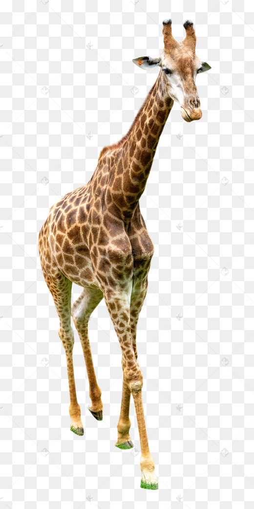 南非图片-南非图片素材免费下载-千库网