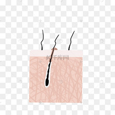 皮肤毛囊卡通插画素材图片免费下载-千库网