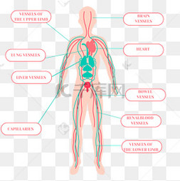 卡通血管图片-卡通血管图片素材免费下载-千库网