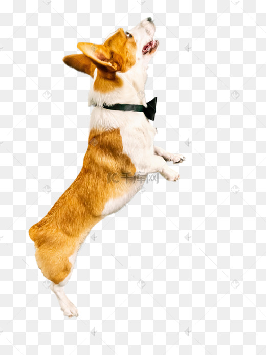 狗跳跃图片-狗跳跃图片素材免费下载-千库网