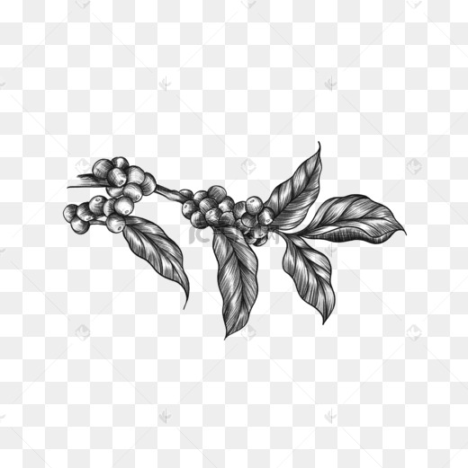 树咖啡图片-树咖啡图片素材免费下载-千库网