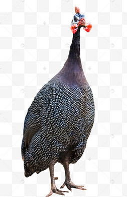 珍珠鸡图片-珍珠鸡图片素材免费下载-千库网
