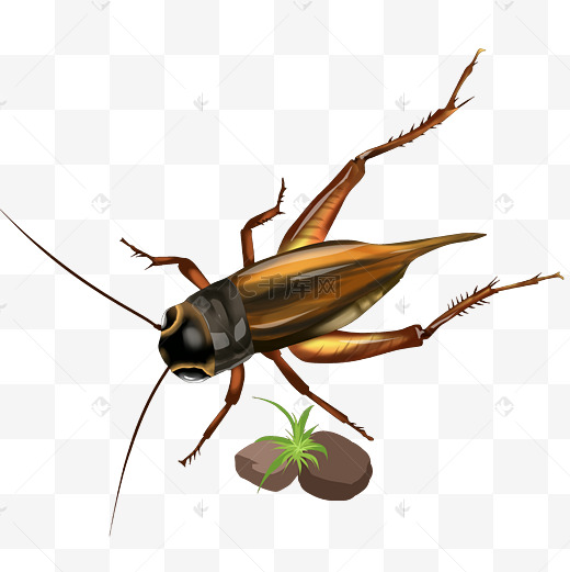 雄蟋蟀图片-雄蟋蟀图片素材免费下载-千库网