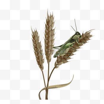 小麦害虫图片-小麦害虫素材-小麦害虫模板图片下载-千库网