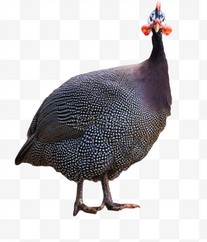珍珠鸡图片-珍珠鸡图片素材免费下载-千库网