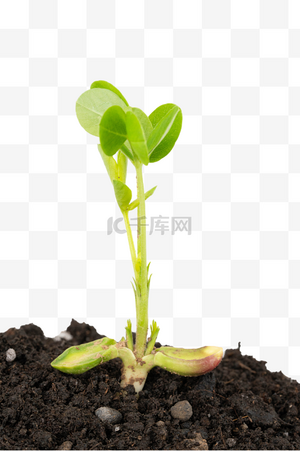 豆子发芽素材图片免费下载-千库网