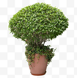 绿色植株图片 绿色植株png素材 绿色植株模板图片下载 千库网