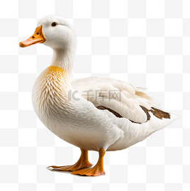 动物抠图设计素材-动物抠图模板设计-海报图片下载-千库网