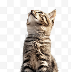 快乐的猫享受天空素材图片免费下载-千库网