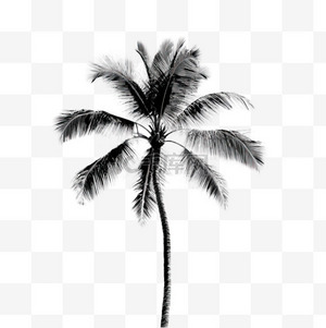 黑白棕榈树与云素材图片免费下载-千库网