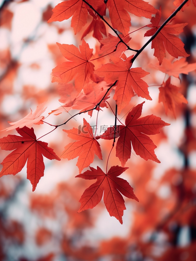 秋天的树叶红色枫叶19插画图片-千库网