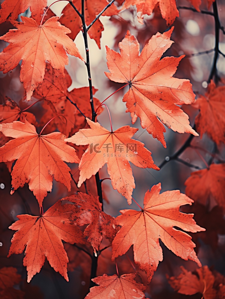 秋天的树叶红色枫叶17插画图片-千库网