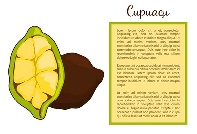 Cupuacu 异国情调的 cupuassu、cupuazu 和 copoasu，热带雨林水果整体和切割。背景图片免费下载_海报banner ...