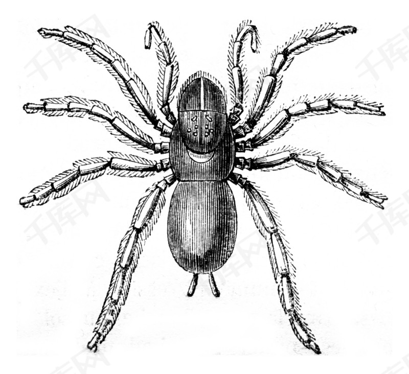 先锋 Mygale，复古雕刻。高清摄影大图-千库网