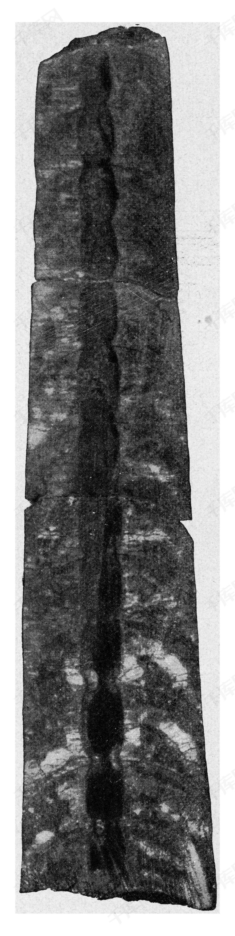 甲壳分为 Upper Bohe 的鹦鹉螺化石室高清摄影大图-千库网