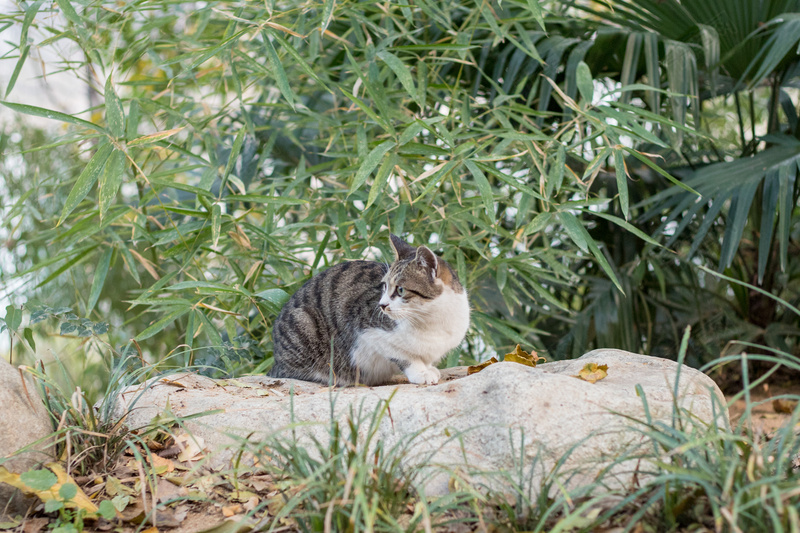 狸花猫野猫可爱动物花纹高清摄影大图-千库网