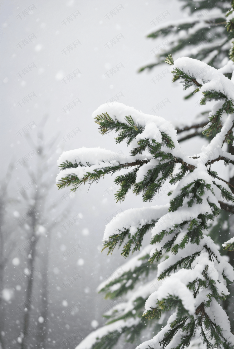 冬天积雪松树树枝摄影图4高清摄影大图-千库网