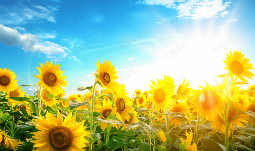 蓝色天空下的向日葵高清摄影大图-千库网