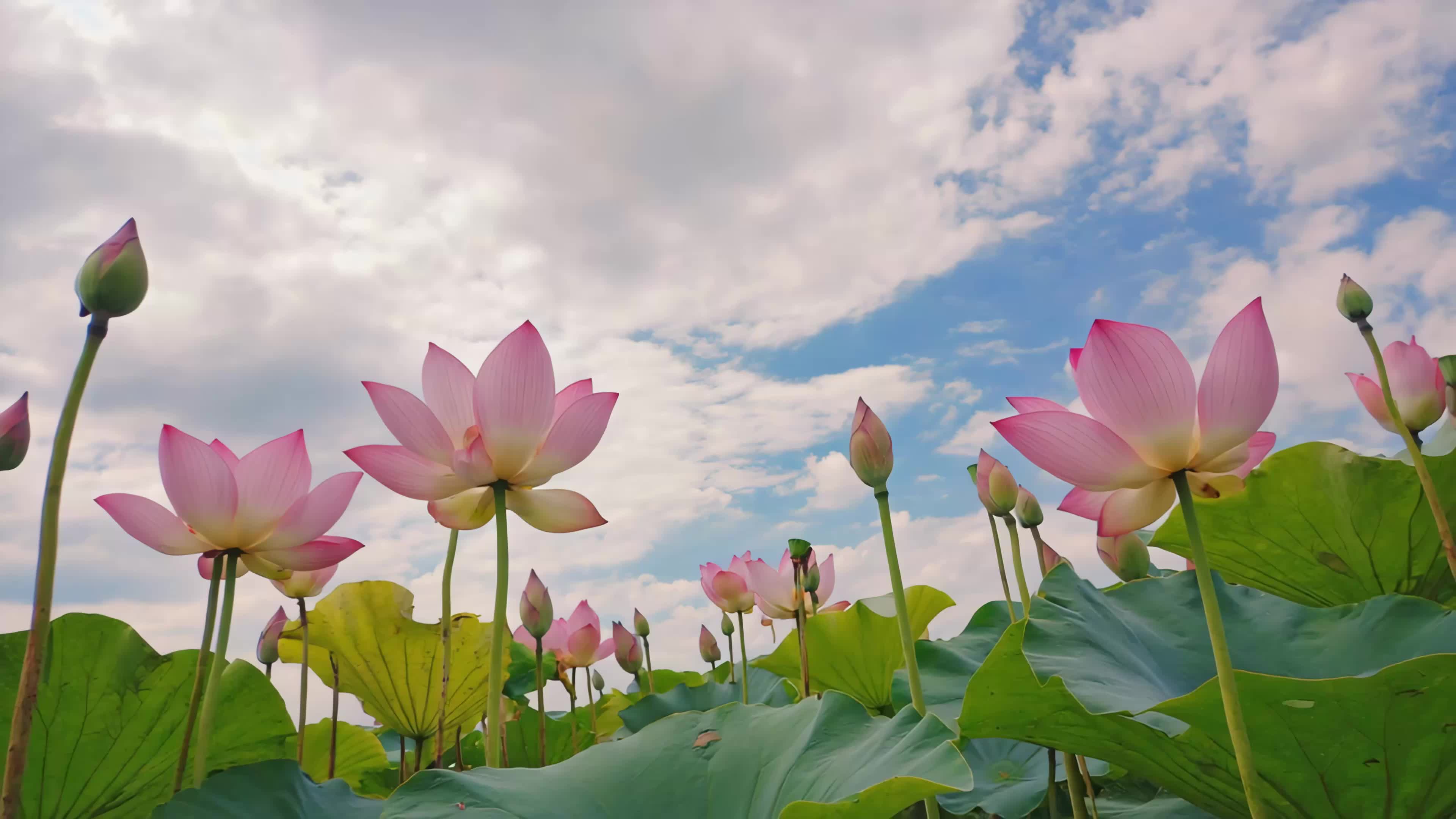 蓝天白云下的荷花荷塘景观素材实拍素材视频特效素材-千库网