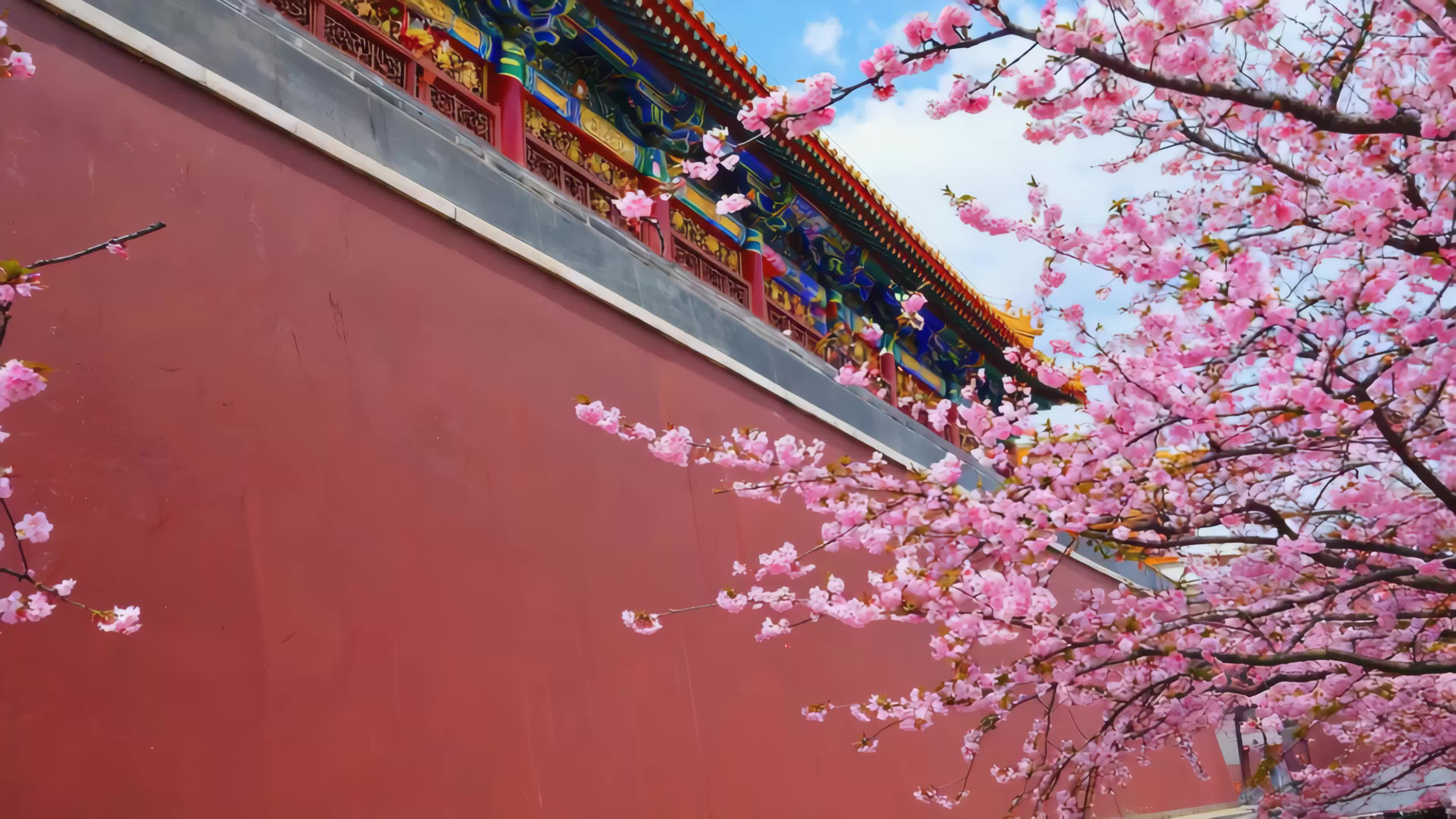 故宫红墙前绽放的粉色花枝视频实拍素材视频特效素材-千库网