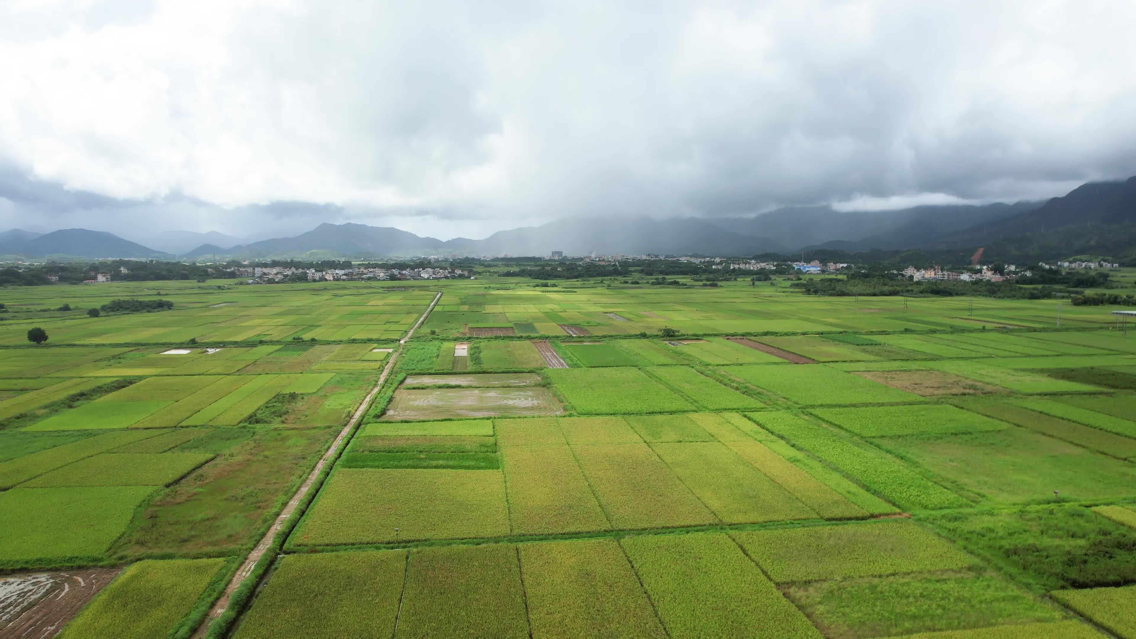 4K一望无际的水稻田野田间自然风光航拍视频视频特效素材-千库网