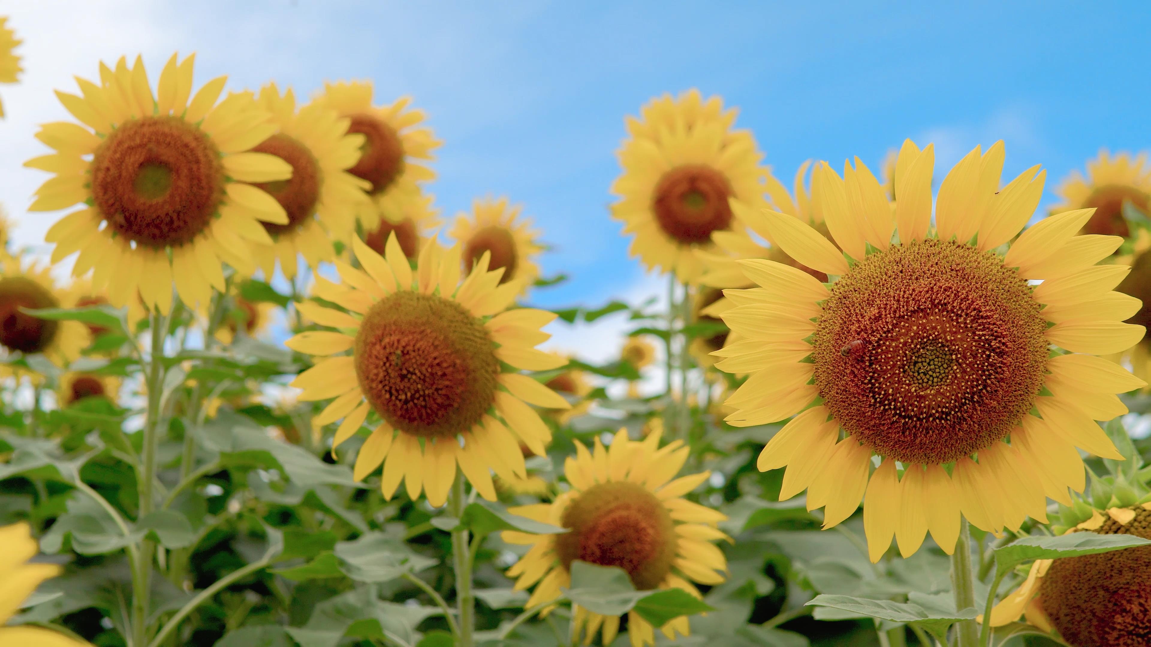 4K实拍蓝天下盛开的向日葵自然风景视频特效素材-千库网