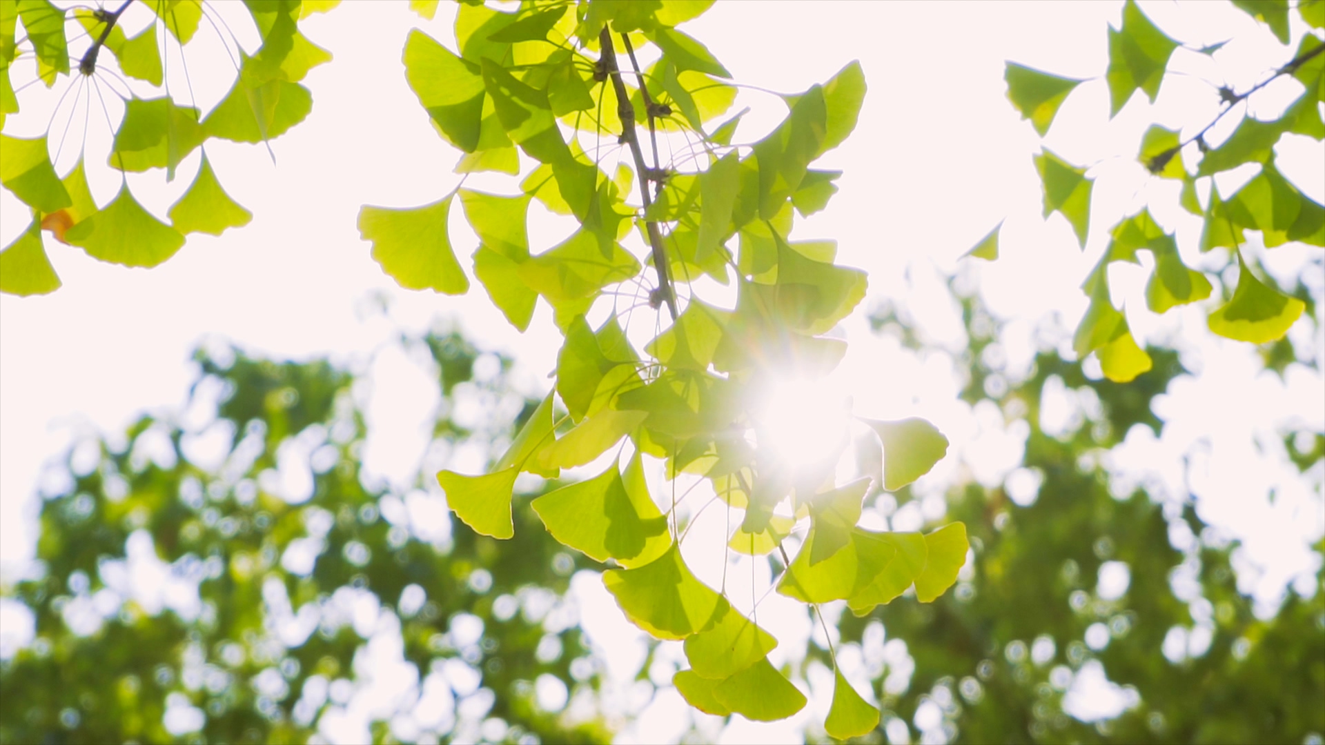 4K实拍秋天银杏树叶透光秋天意境自然风景视频特效素材-千库网