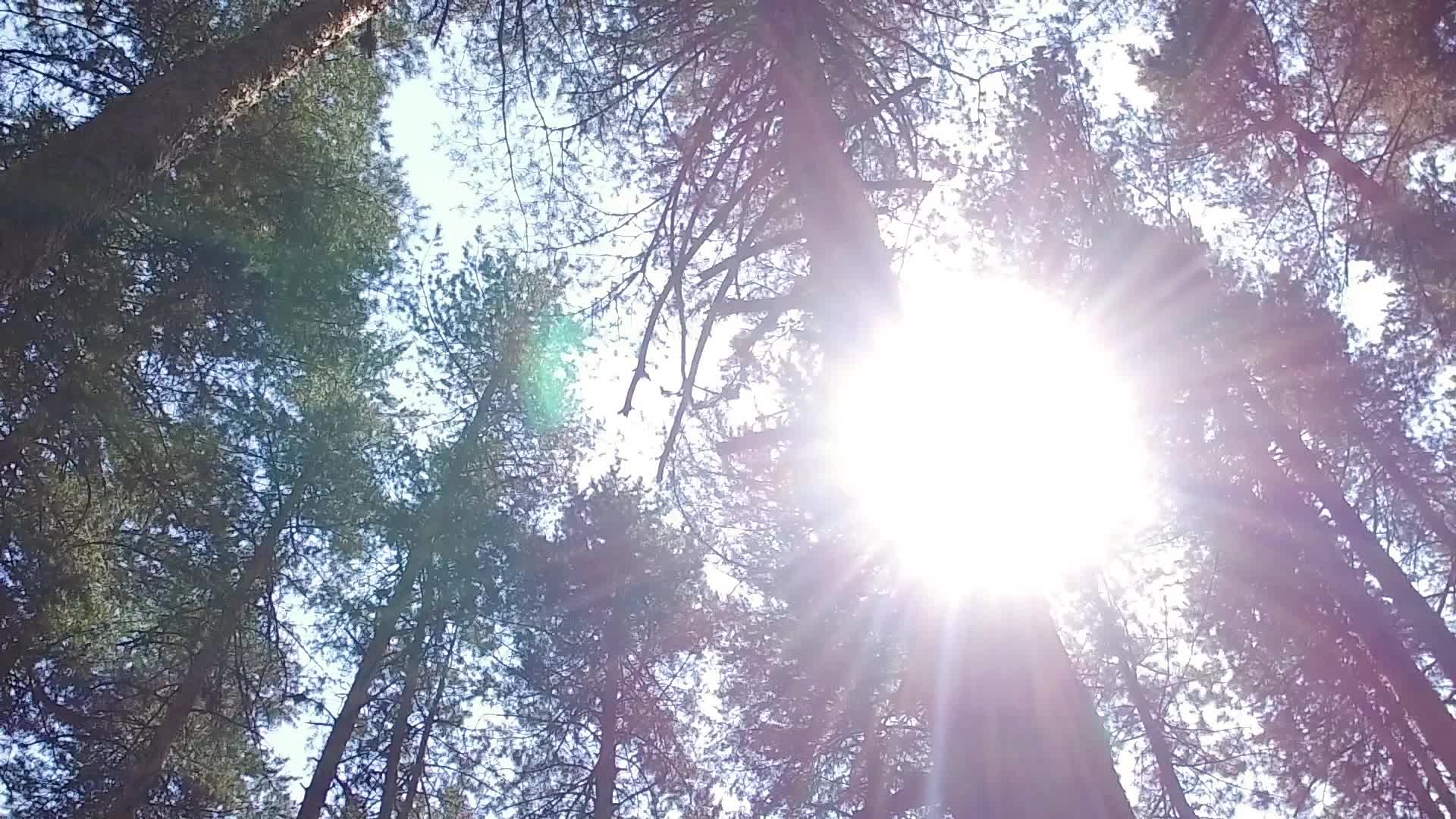 森林里的早晨太阳的光线穿过树木视频特效素材 千库网