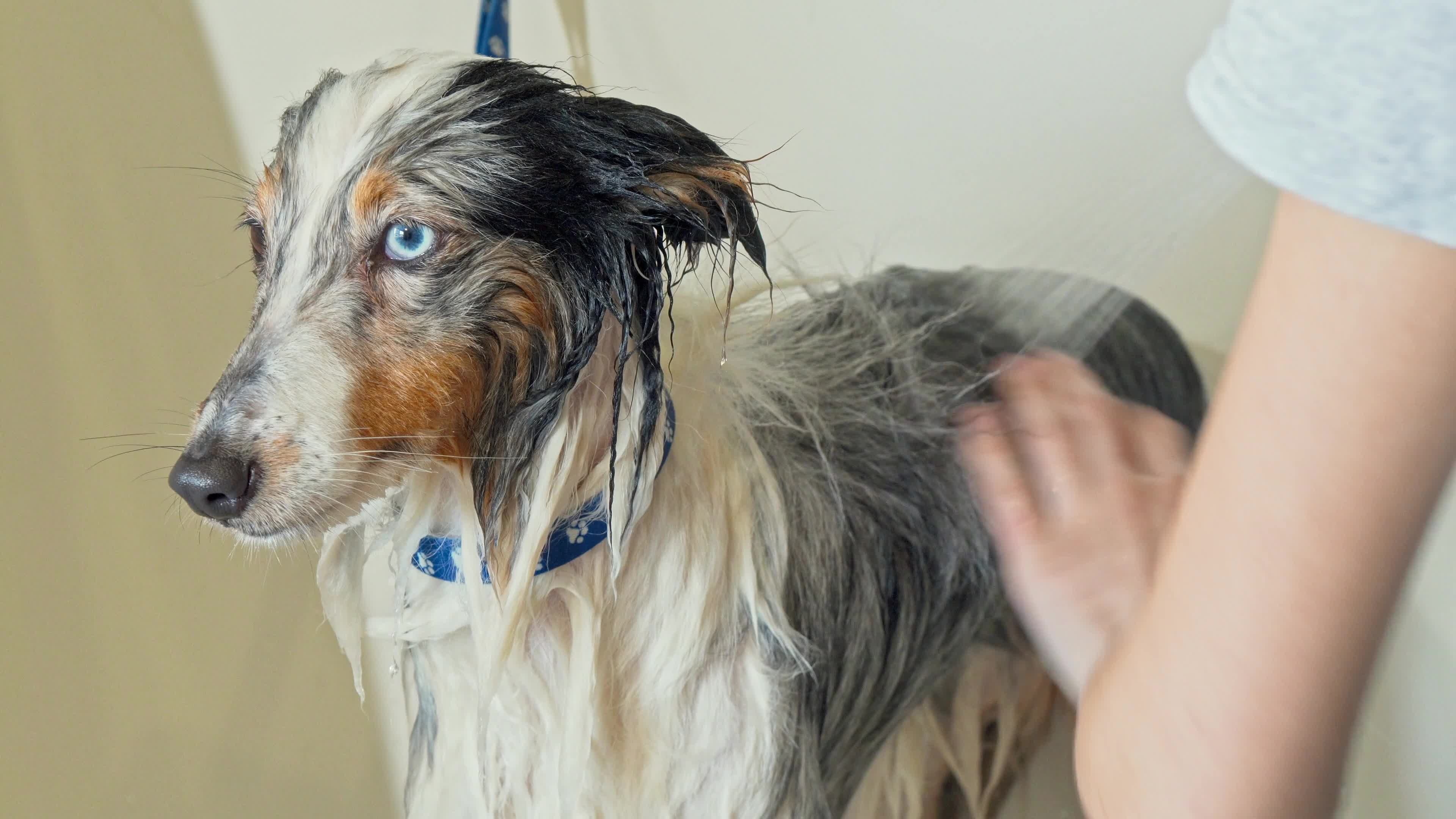 可爱的狗狗在兽医诊所由专业美容师洗澡视频特效素材-千库网